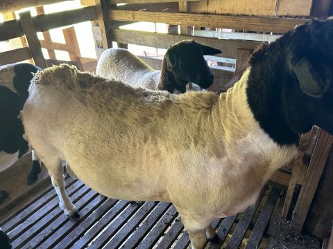 "carneiros dorper" no Brasil