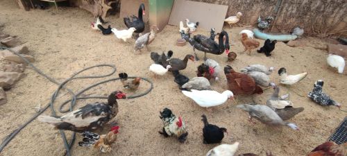 "galinhas garnizes" no Brasil