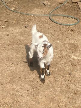 "mini cabras" no Brasil