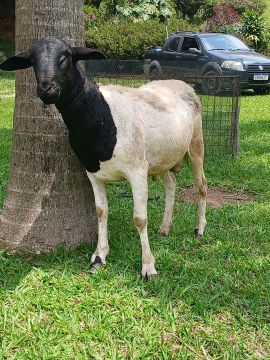 "carneiros dorper" no Brasil