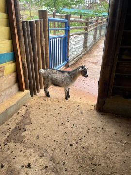 "bode filhote" no Brasil