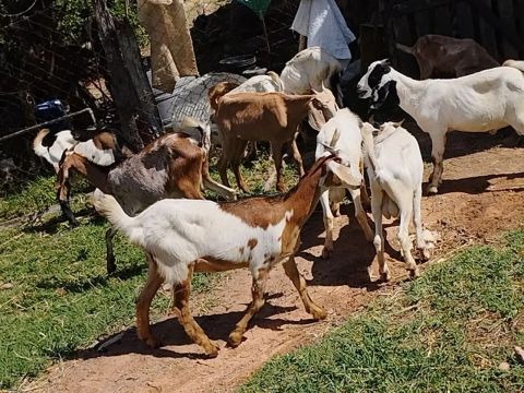 "cabras e cabritos" no Brasil