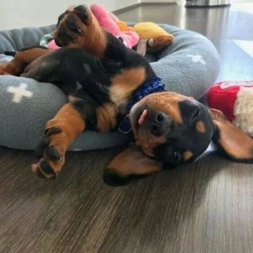 "filhotes de cofape" - Cachorros no Brasil