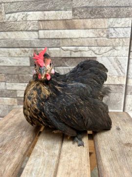 "mini garnizes" no Brasil