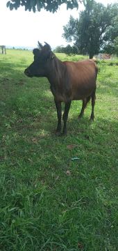 "vaca jersey" - Animais para agropecuária no Brasil