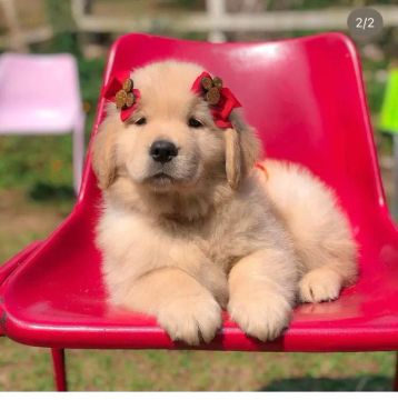 Cachorro Golden Retriever no Brasil