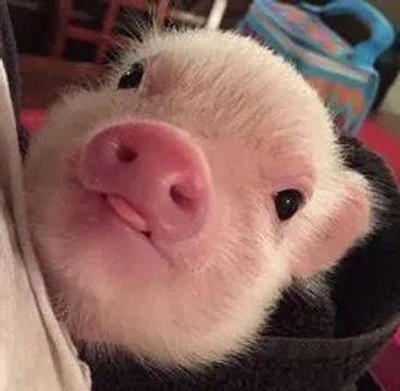 "filhotes de porcos" - Outros animais no Brasil