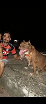 "cachorros pit monster" - Cachorros no Brasil