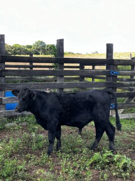 "bezerro angus" no Brasil