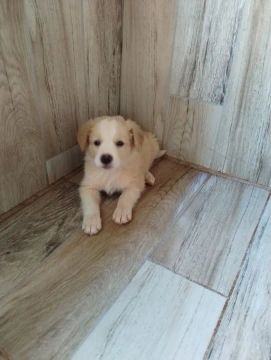 "bode filhote" no Brasil