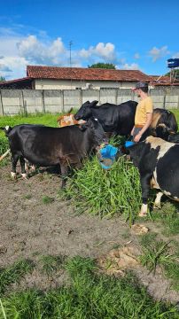 "mini vaca" - Animais para agropecuária no Brasil