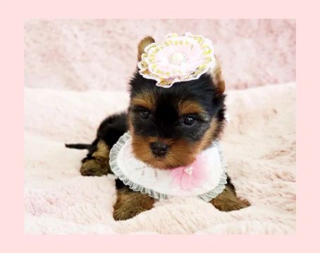 "yorkshire terrier mini" - Cachorros no Brasil