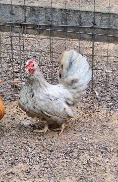 "garnizes nagasaki" no Brasil