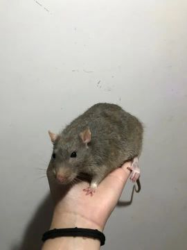 "rato twister venda" - Roedores no Brasil