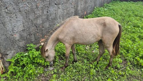 "mini ponei" no Brasil