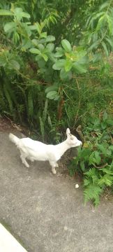 "bode filhote" no Brasil