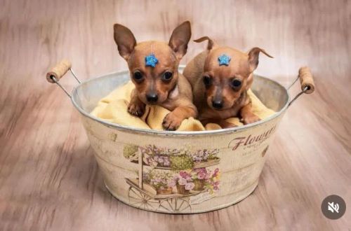 "pinscher 00 miniatura" - Cachorros no Brasil