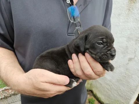 "cane corso" - Cachorros no Brasil