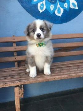 "bode filhote" no Brasil