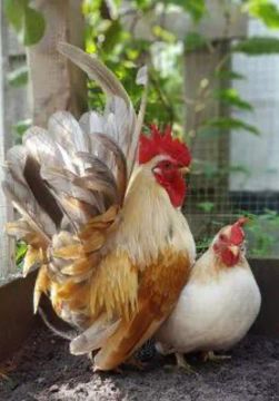 "mini garnizes" no Brasil