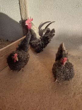 "mini garnizes" no Brasil