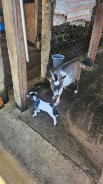 "bode filhote" no Brasil