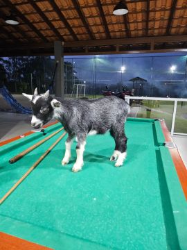 "mini cabras" no Brasil