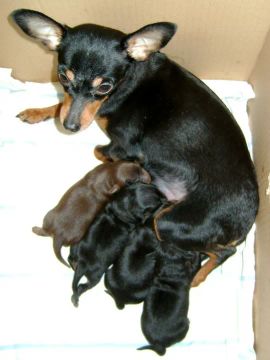 "pinscher 0" - Cachorros no Brasil