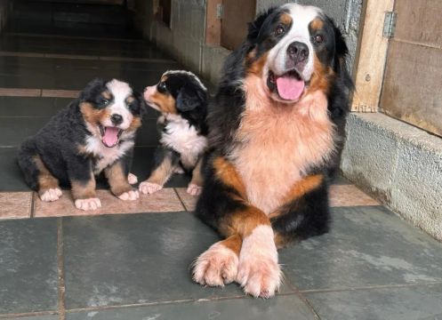 "filhotes de bernese" - Cachorros no Brasil