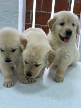 Cachorro Golden Retriever no Brasil