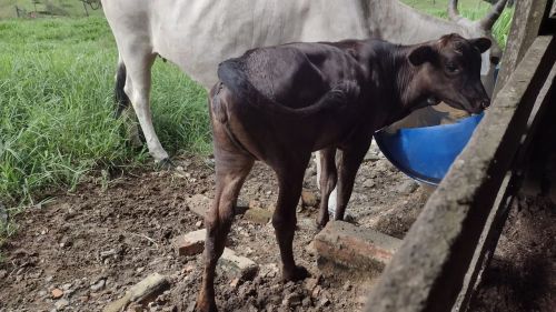 "bezerros ou bezerras" no Brasil