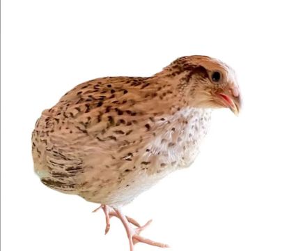 Animais para agropecuária em Salvador e região, BA