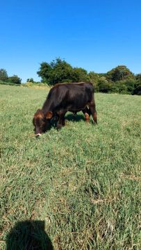 "bezerro angus" no Brasil