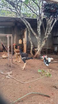 "galinha galize" no Brasil