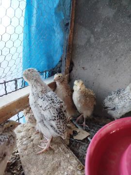 "filhotes de codornas" - Outros animais no Brasil
