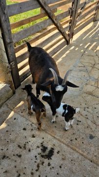 "mini cabras" no Brasil