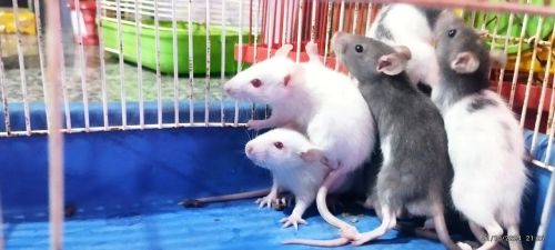 "rato twister venda" - Roedores no Brasil