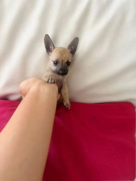 "pinscher 00 miniatura" - Cachorros no Brasil