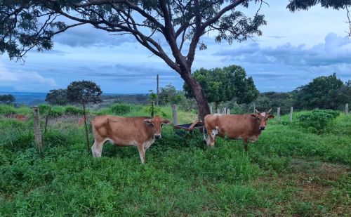 "vaca jersey" - Animais para agropecuária no Brasil