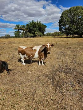 "mini vaca" - Animais para agropecuária no Brasil