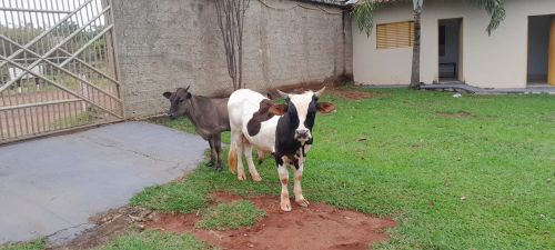 "boi mini boi" - Animais para agropecuária no Brasil