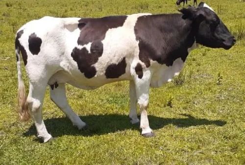 "vaca holandesa" no Brasil