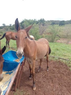"burro mula" no Brasil