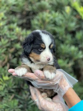 "filhotes de bernese" - Cachorros no Brasil