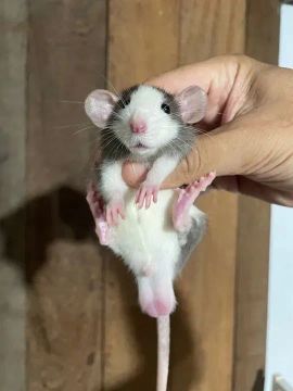 "rato twister venda" - Roedores no Brasil