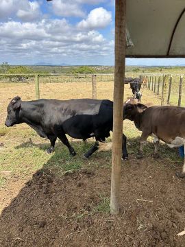 "boi mini boi" - Animais para agropecuária no Brasil
