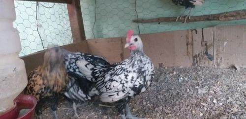 "galinhas garnizes" no Brasil