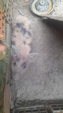 "filhotes de porcos" - Outros animais no Brasil