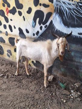 "bode filhote" no Brasil