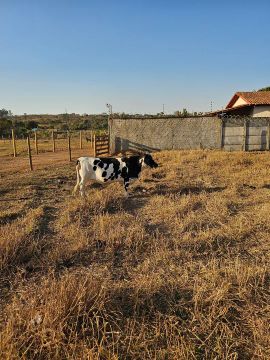 "boi mini boi" - Animais para agropecuária no Brasil